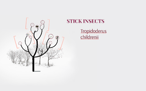 STICK INSECTS by Susan Pagel on Prezi