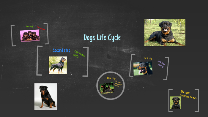 Dogs Life Cycle by Anna Sniknej on Prezi