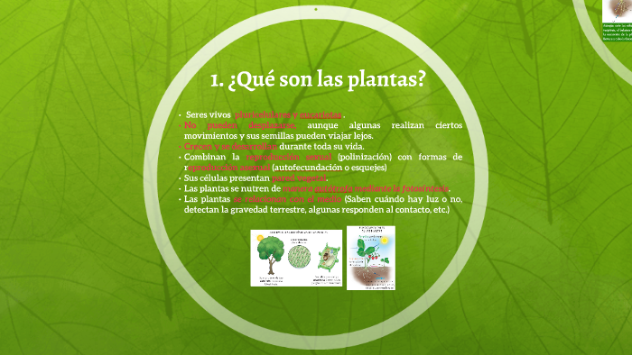 10: El mundo de las plantas by Sara Viñuelas Huerta on Prezi