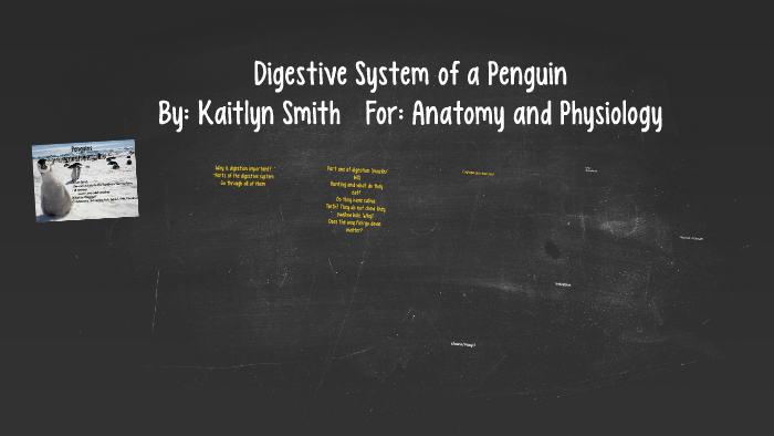 Digestive System of a Penguin by Kaitlyn Smith on Prezi