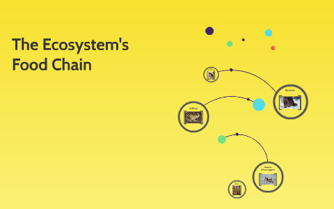 The Ecosystem's Food Chain by Sydney Solomon on Prezi