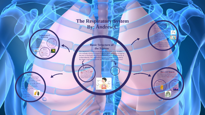 The Respiratory System by Andrew Catton on Prezi