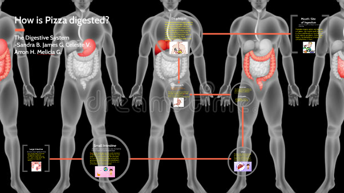 How is Pizza digested? by Sandra Bueno on Prezi