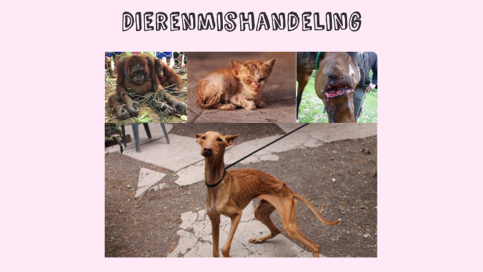 Dierenmishandeling by D Bijkerk on Prezi