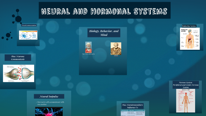 Neural and Hormonal Systems by daisy fernandez on Prezi