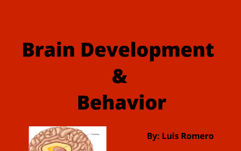 Brain Development and Behavior by Luis Romero on Prezi