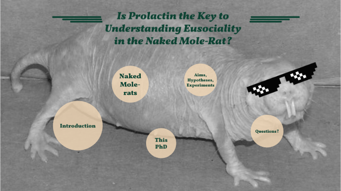 Lab Jolly Project Plan by James Gilbert on Prezi