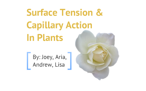 Surface Tension and Capillary Action in plants by Andrew Taylor on Prezi