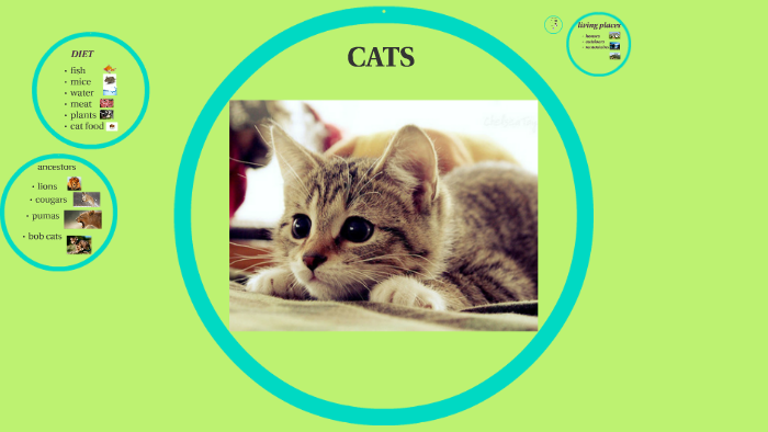 cats by casey madeen on Prezi