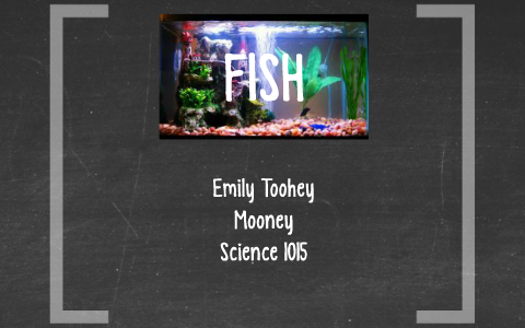Fish by Emily Toohey on Prezi
