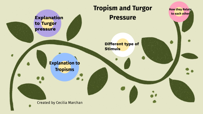 Tropism In Stimuli