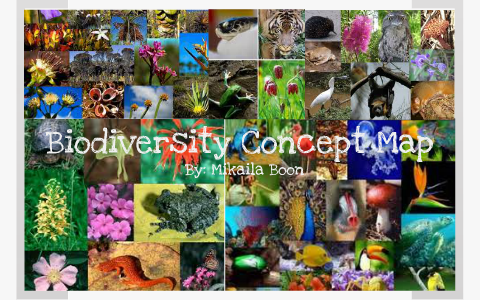 Diversity Concept Map by mikaila boon