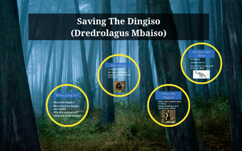Saving The Dingiso by Kaitlin Head on Prezi