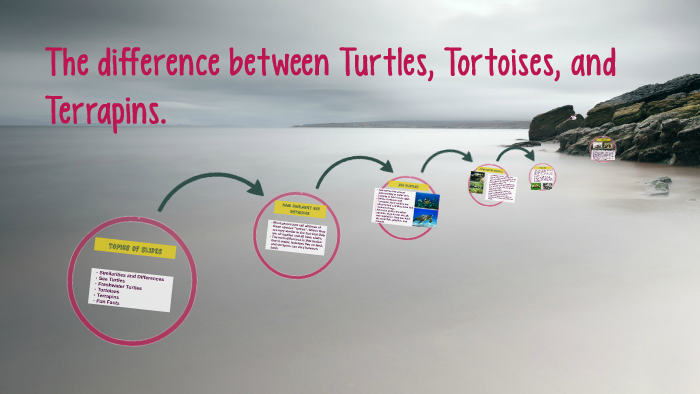 The difference between Turtles, Tortoises, and Terrapins. by Kylee Steadham