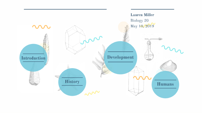 Evolution of the spine by Lauren Miller on Prezi