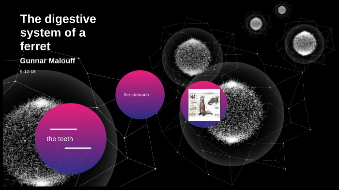 The digestive system of a ferret by Gunnar Malouff on Prezi