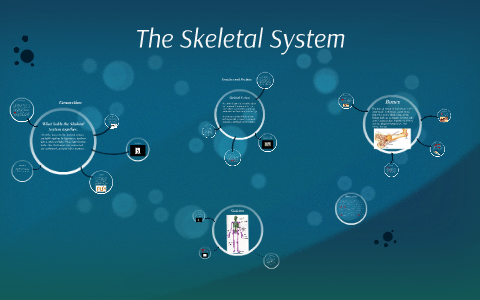 The Muscular System by Nicholas Stover on Prezi