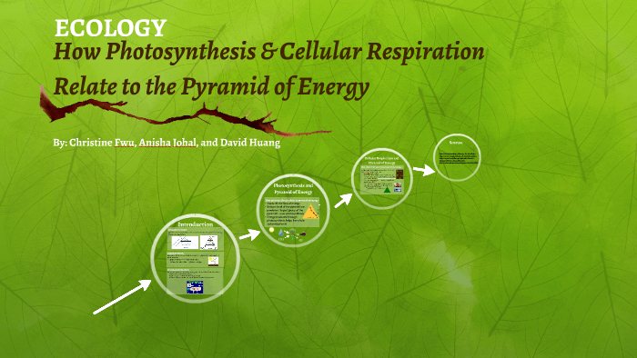 How Photosynthesis & Cellular Respiration Relate to Pyramid by ...