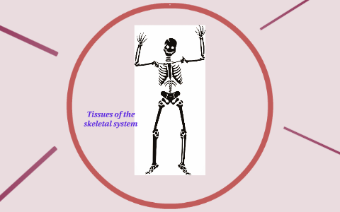 Tissues of the skeletal system by Agnes Fitzpatrick