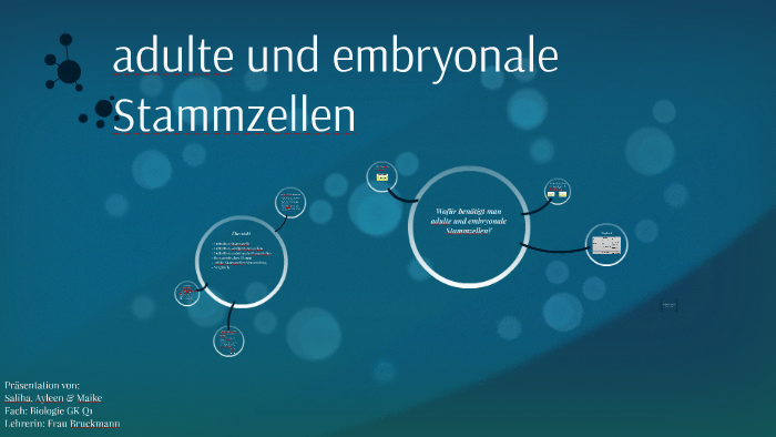 adulte und embryonale Stammzellen by Ayleen S. on Prezi