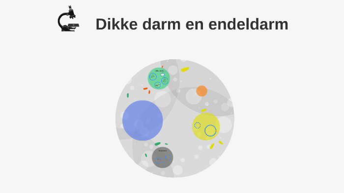Dikke darm en endeldarm by luuk vissers on Prezi