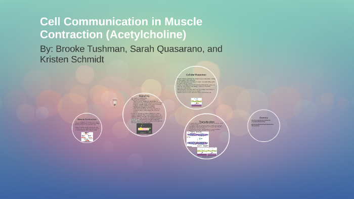 Cell Communication in Muscle Contraction (Acetylcholine) by Brooke ...