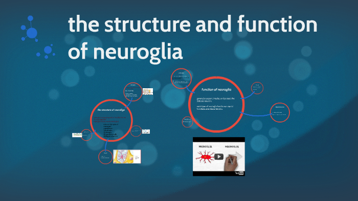the structure and function of neuroglia by Saeed BK on Prezi