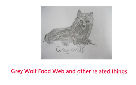 Grey wolf food web by Sonje o on Prezi