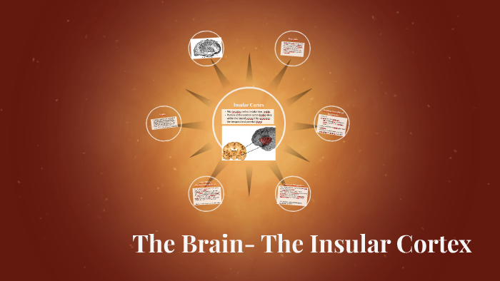 The Brain- The Insular Cortex by Adri NV on Prezi