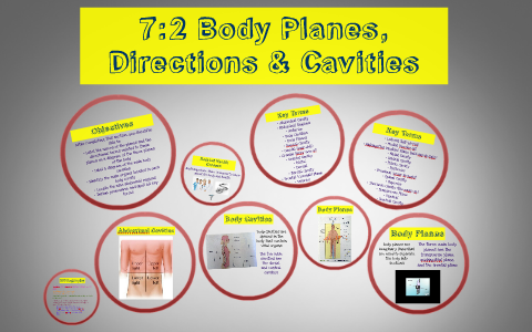7:2 Body Planes, Directions, Cavities by Serina Bansraj on Prezi