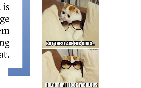 The Scottish Fold by Kayleen Wright on Prezi