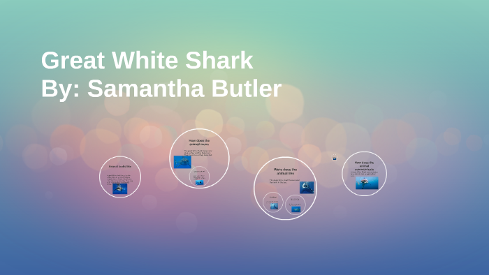 Great White Shark by Mrs. Bonk on Prezi