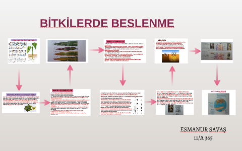BİTKİLERDE BESLENME by ESMANUR SAVAŞ on Prezi