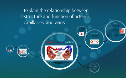 Explain the relationship between structure and function of a by Grace J.