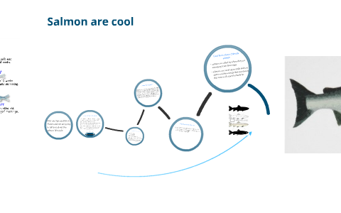 Salmon Life Cycle by Sam Roeber on Prezi