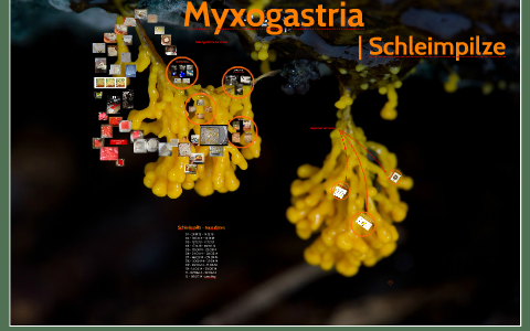 Myxogastria by Zeid Nidal Ali