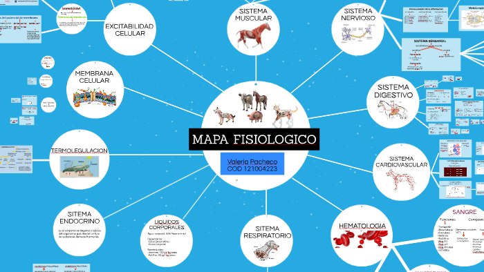 MAPA FISIOLOGICO by valeria pacheco sierra on Prezi