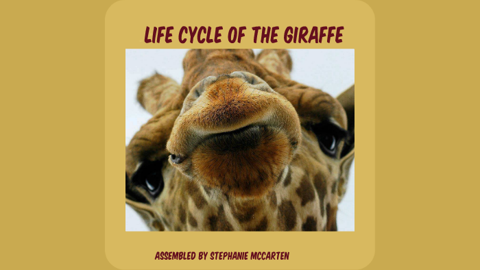 Life cycle of the giraffe by Stephanie McCarten on Prezi