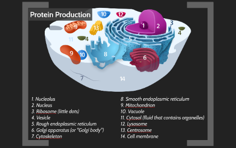 How cells make proteins by ANNA GITAU on Prezi