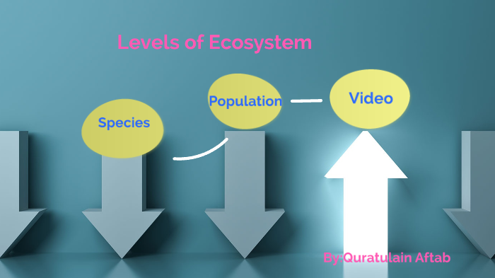levels of ecosystem by Aini butt on Prezi