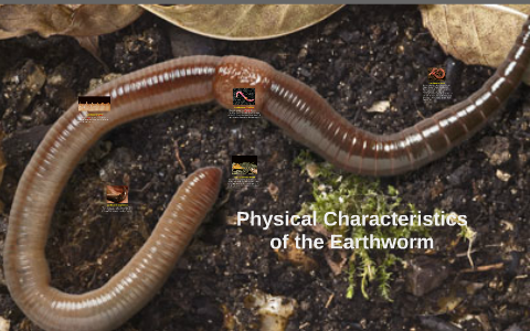 Physical Description Earthworm - The Earth Images Revimage.Org
