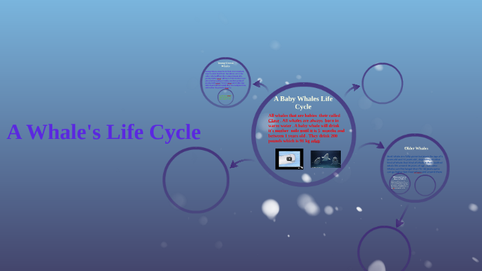 A Whale's Life Cycle by Melissa Lu on Prezi