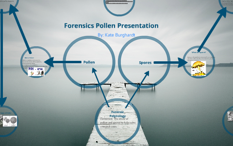 Forensics Pollen Presentation by Kate Burghardt on Prezi