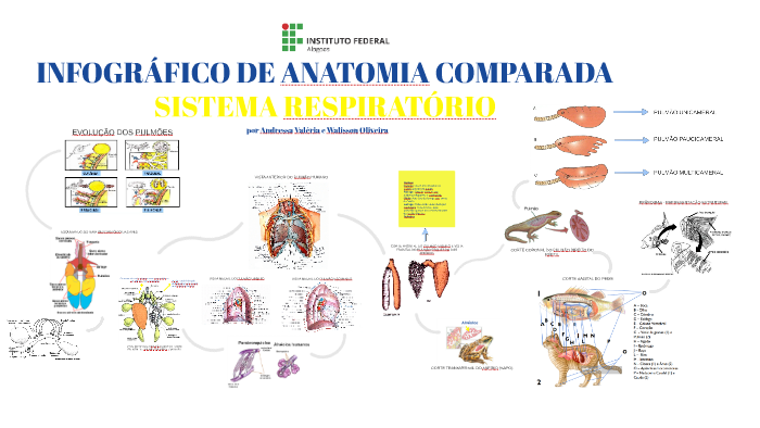 INFOGRÁFICO DE ANATOMIA COMPARADA by Walisson Oliveira on Prezi