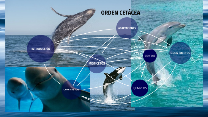 Orden Cetacea by Jaret Covarrubias on Prezi