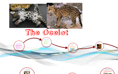 The Ocelot by Michael Buttars on Prezi