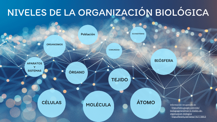 Diagrama De Niveles De Organización NIVELES DE ORGANIZACIÓN DE LA