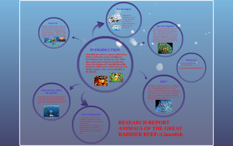 RESEARCH REPORT ANIMALS OF THE GREAT BARRIER REEF--Clownfish by Miranda ...