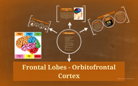 Frontal Lobes - Orbitofrontal Cortex by Dejah Williams on Prezi