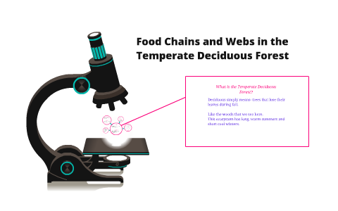 Food Chains and Webs in the Temperate Deciduous Forest by Samantha ...